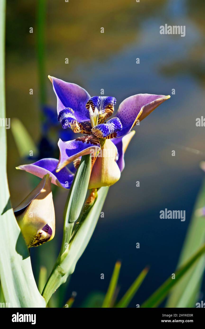Walking Iris flower (Neomarica caerulea) on garden Stock Photo - Alamy