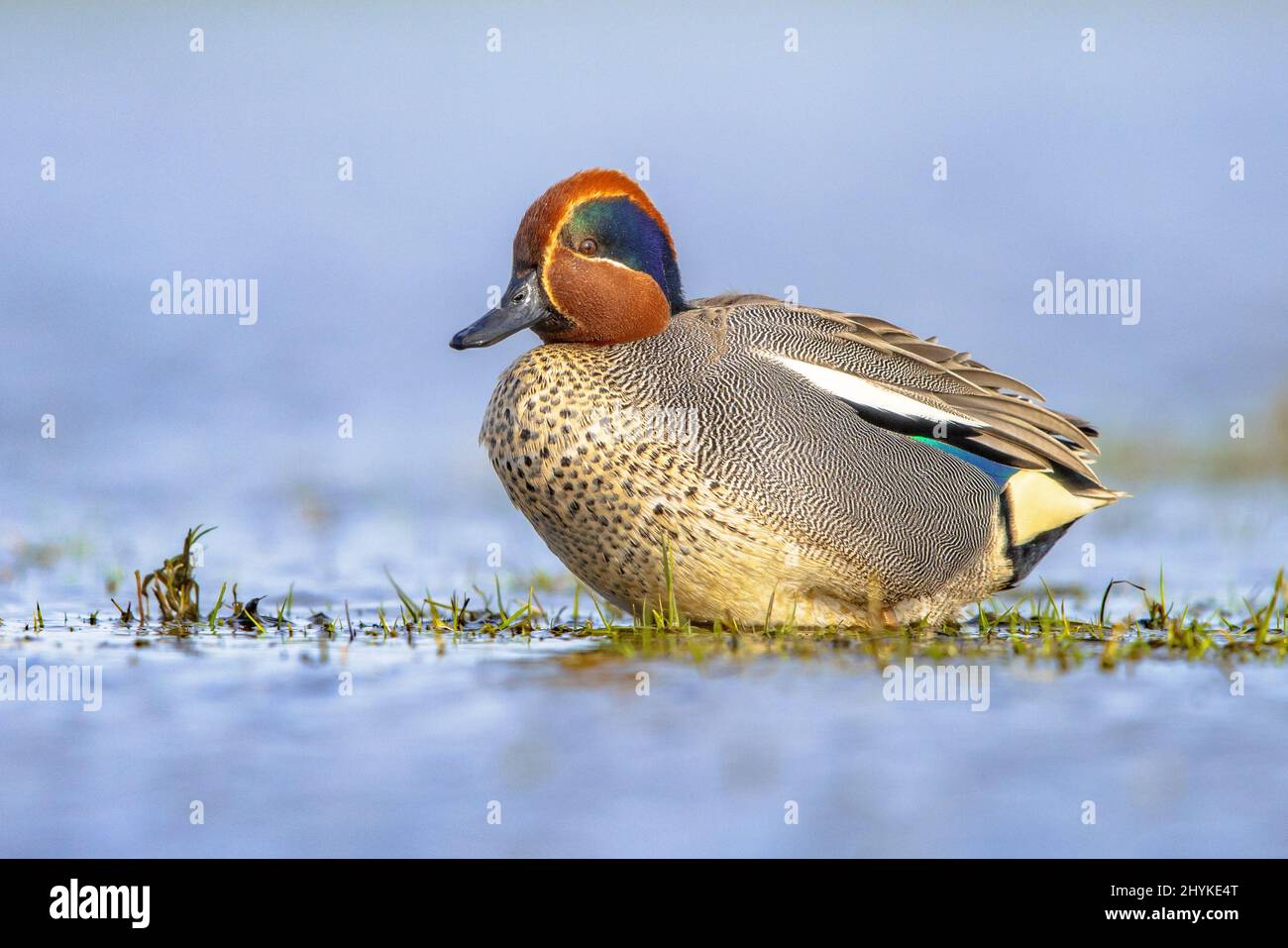 Eurasian teal anas crecca hi-res stock photography and images - Alamy
