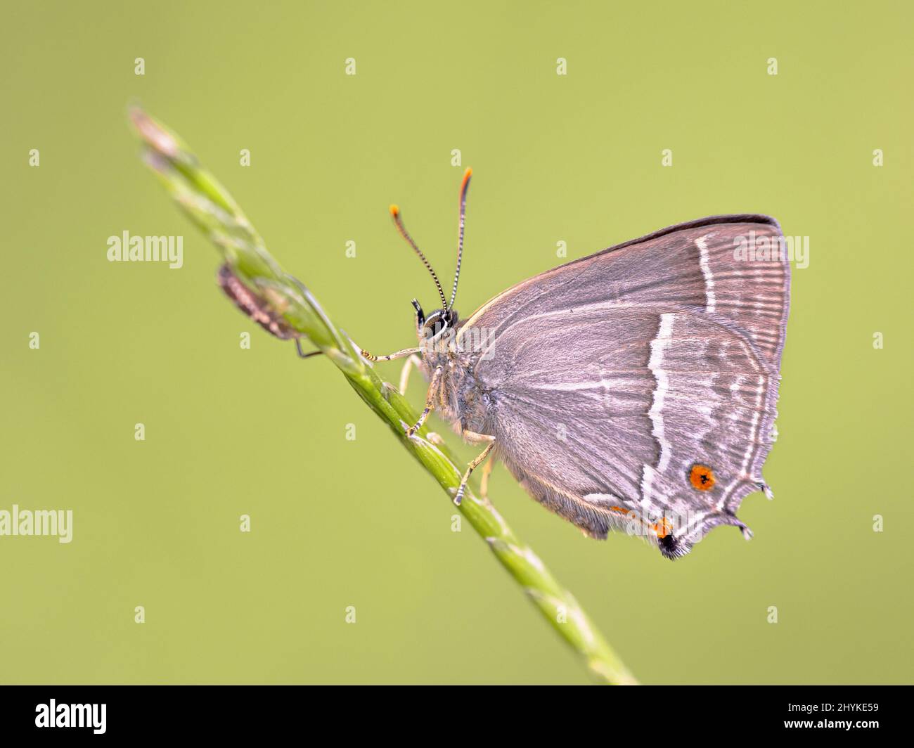 Purple hairstreak (Neozephyrus quercus) Butterfly resting in grass ...