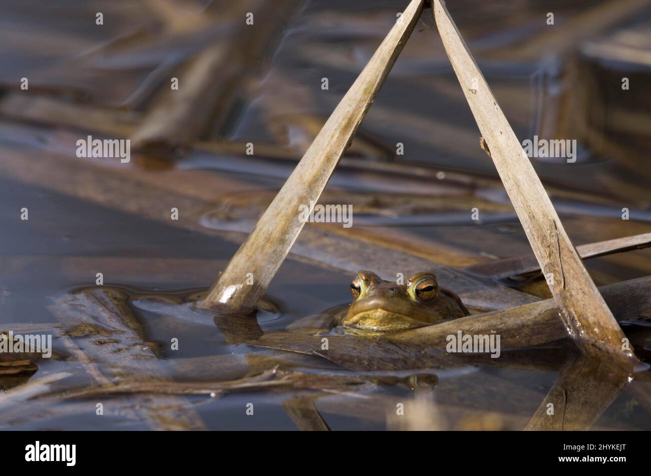 Common toad (Bufo bufo), with head on the water surface between plant ...