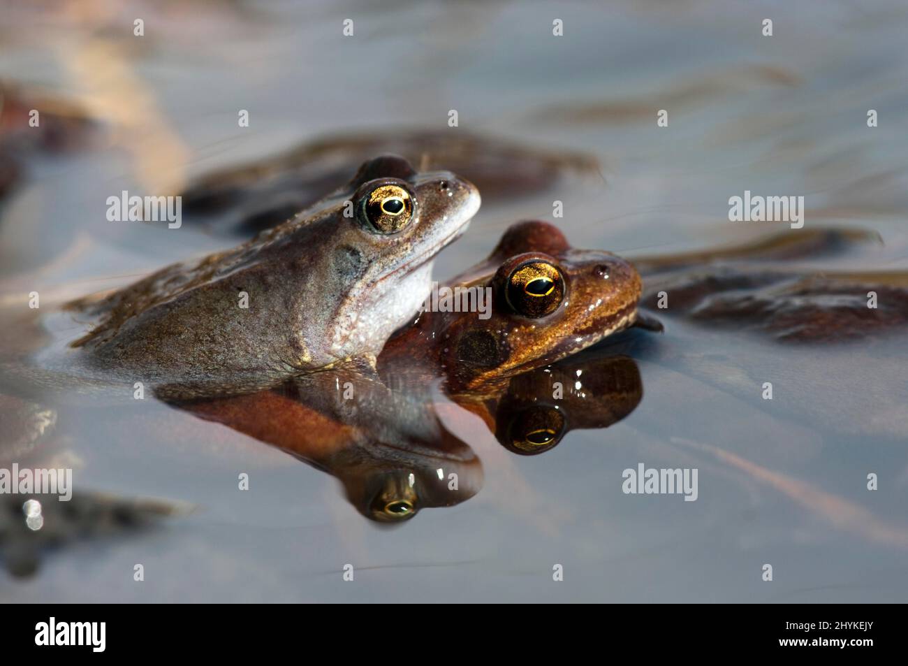 Common frog (Rana temporaria), pair during spawning season, pond ...