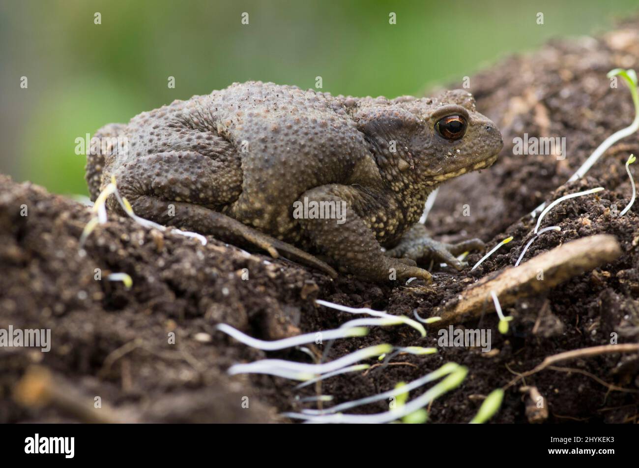 Common toad (Bufo bufo) on covered compost heap, Canton Solothurn ...