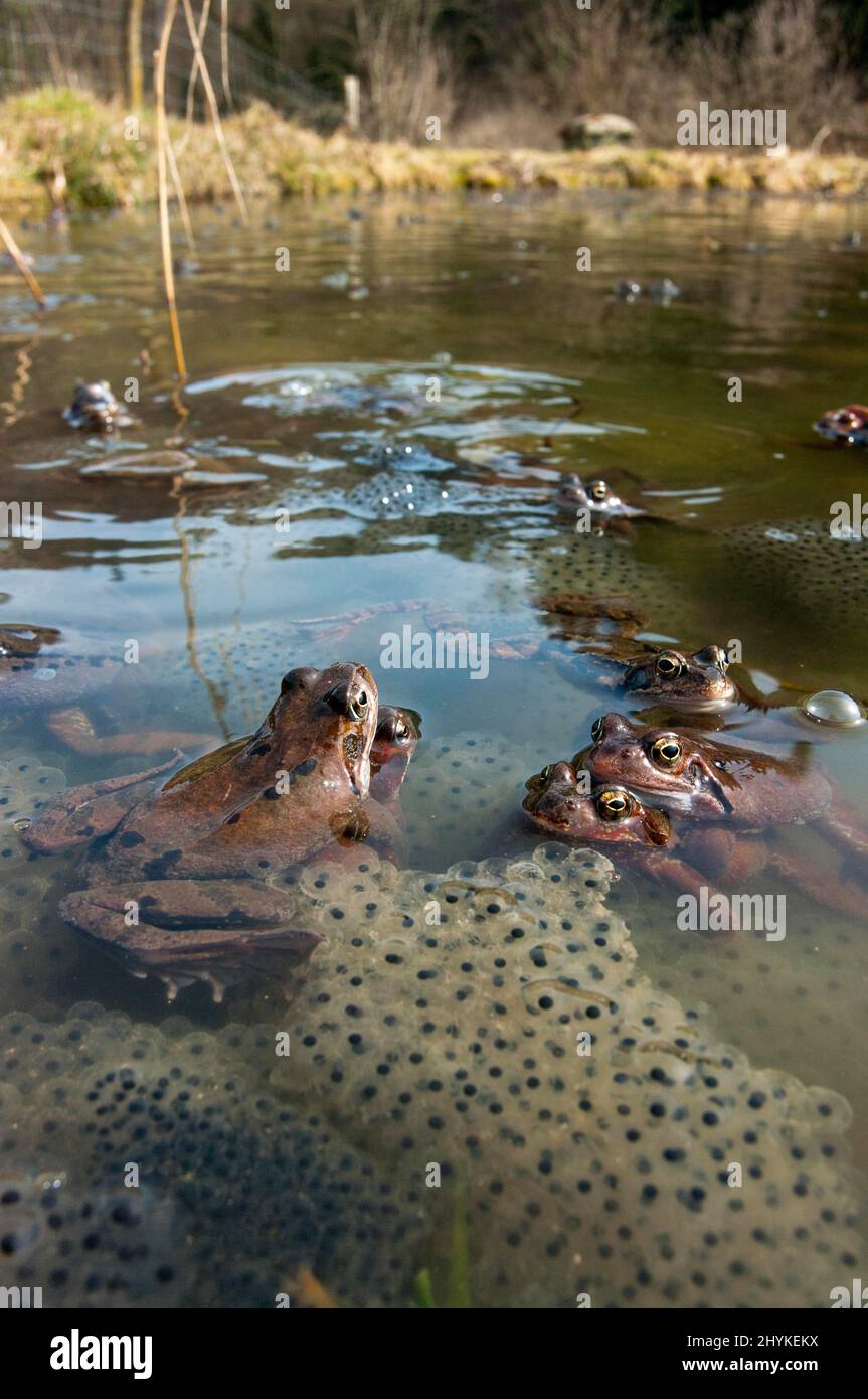 Common frog (Rana temporaria), accumulation of pairs in pond ...