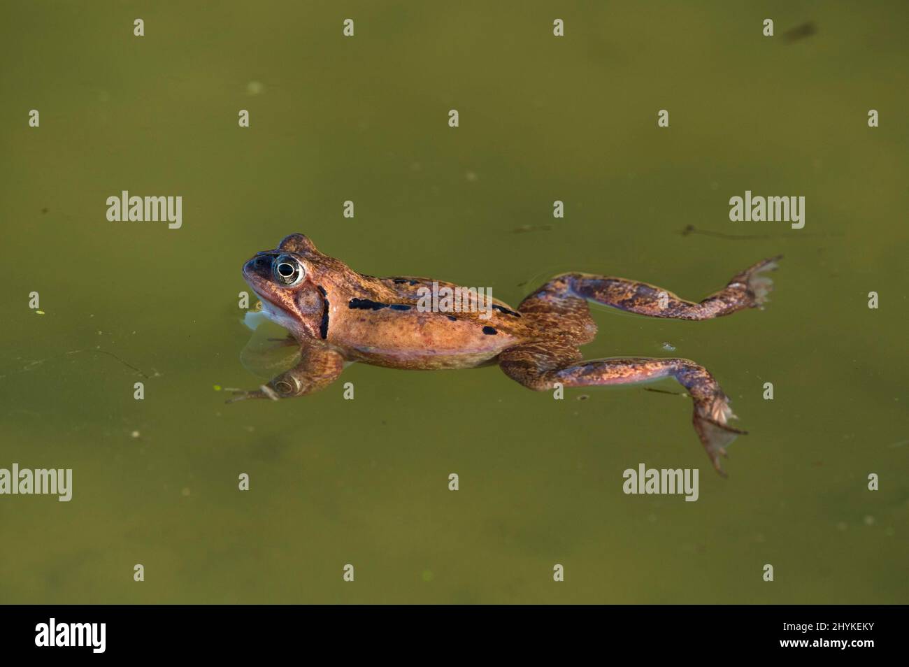 Animal pond hi-res stock photography and images - Alamy