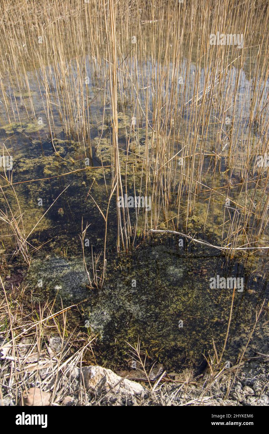 Common frog (Rana temporaria), young larvae, metamorphosis, pond ...