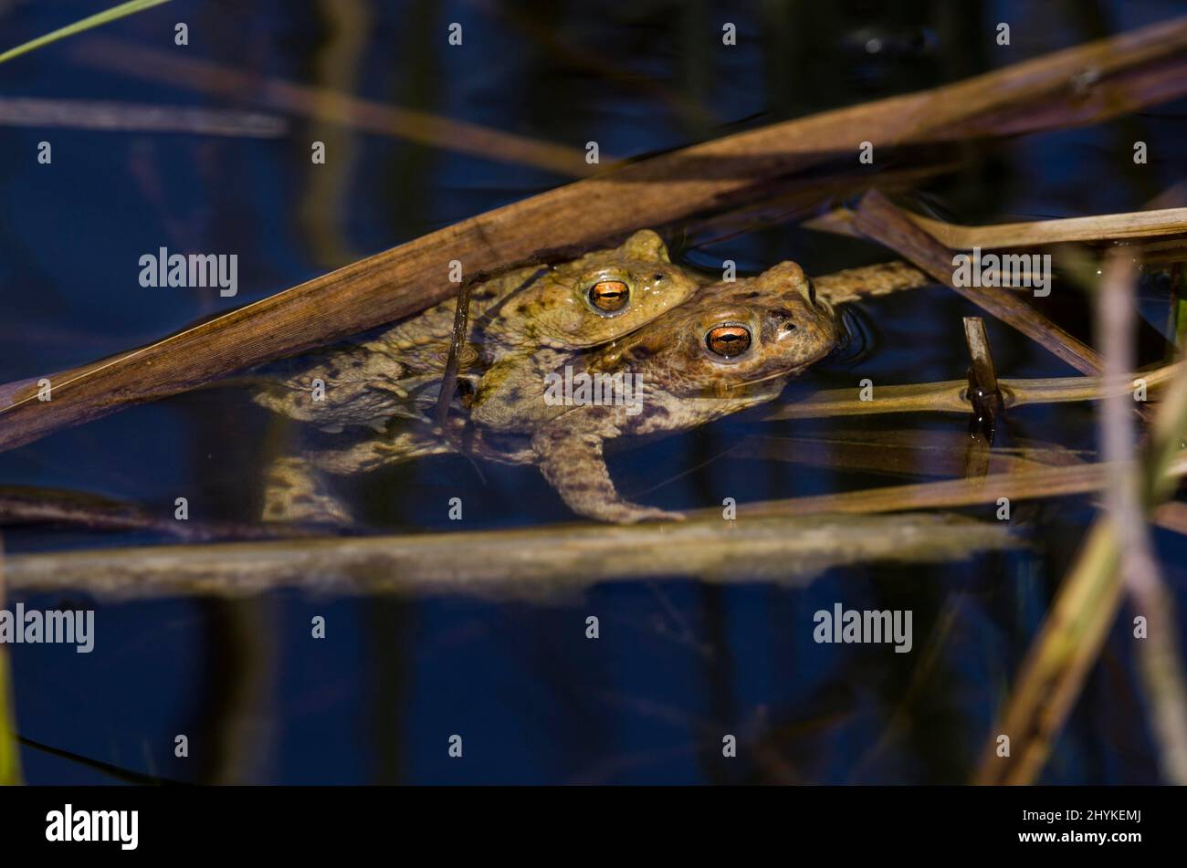 Common toad (Bufo bufo), pair spawning, pond, Canton Baselland ...