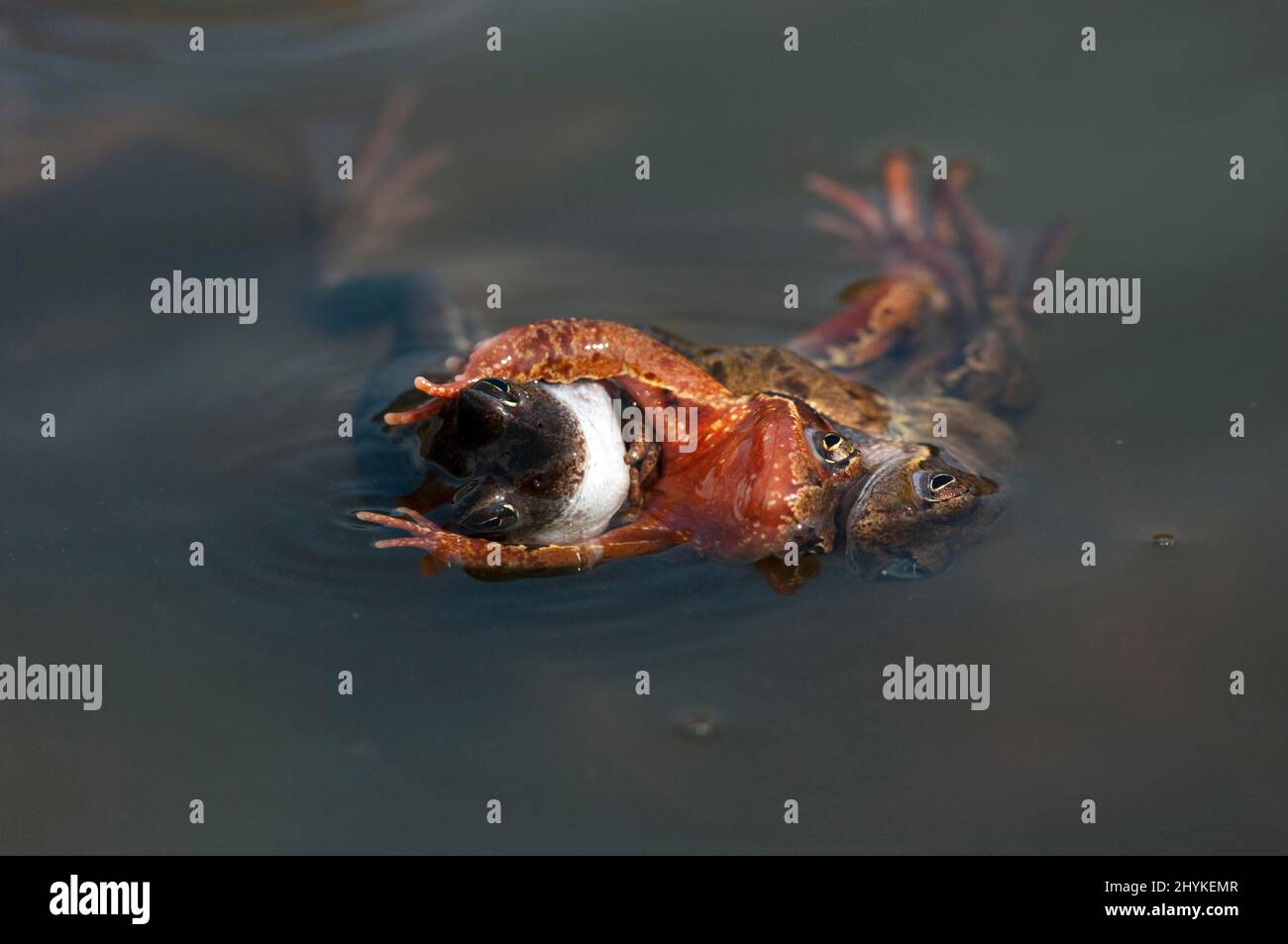 Common frog (Rana temporaria), pair fights off second male, pond ...