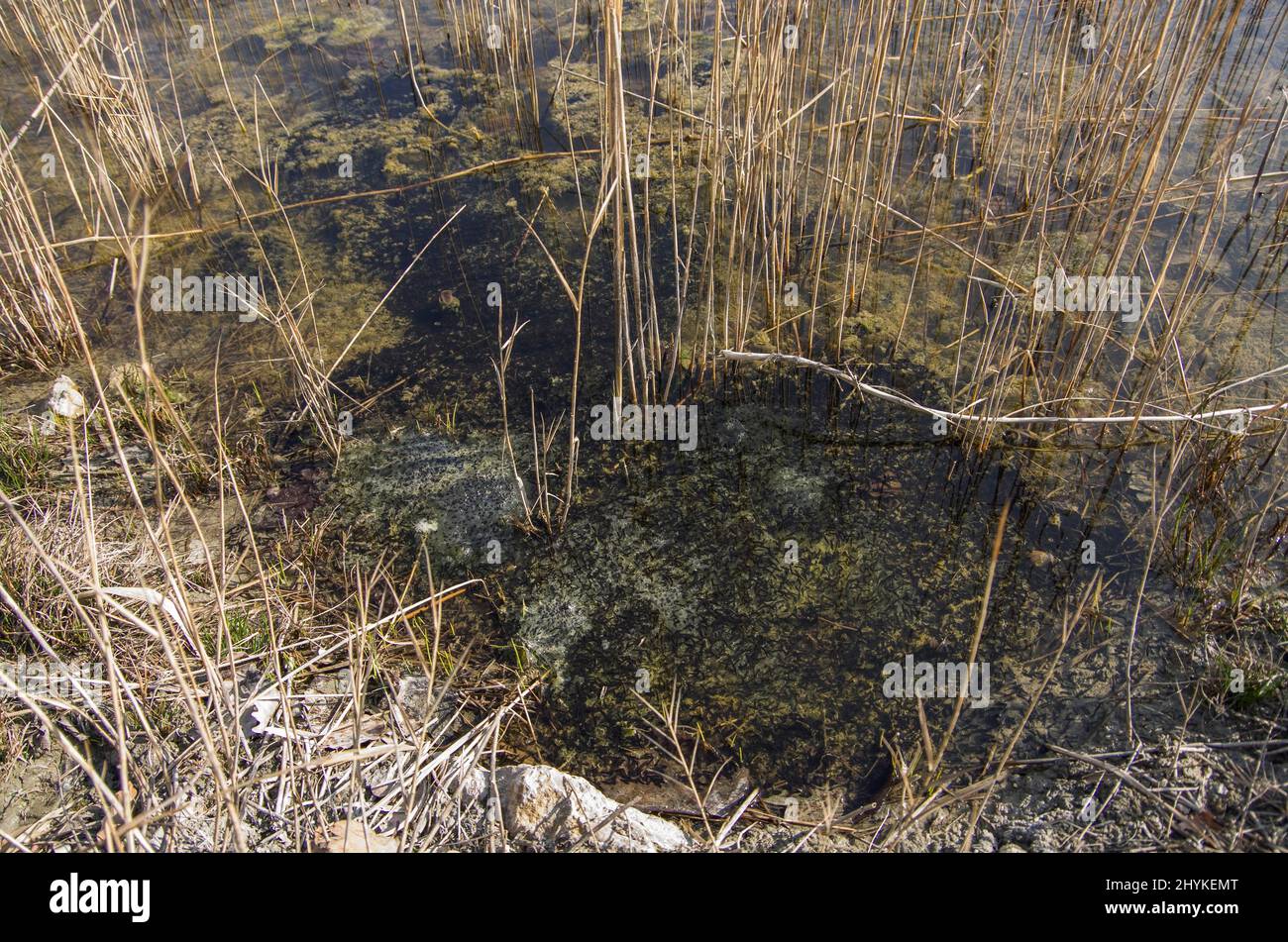 Common frog (Rana temporaria), young larvae, metamorphosis, pond ...