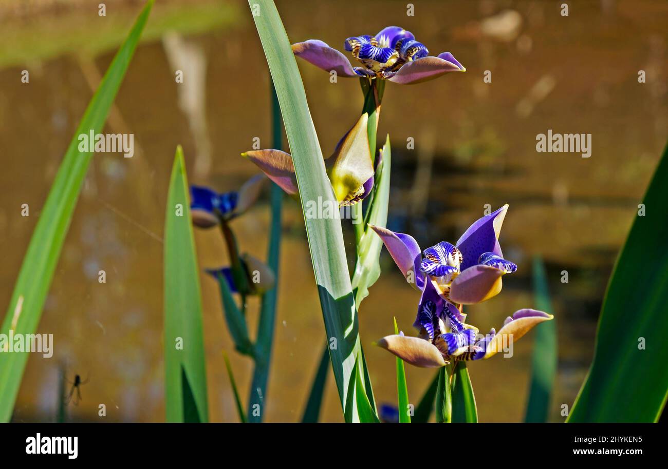Walking iris hi-res stock photography and images - Alamy