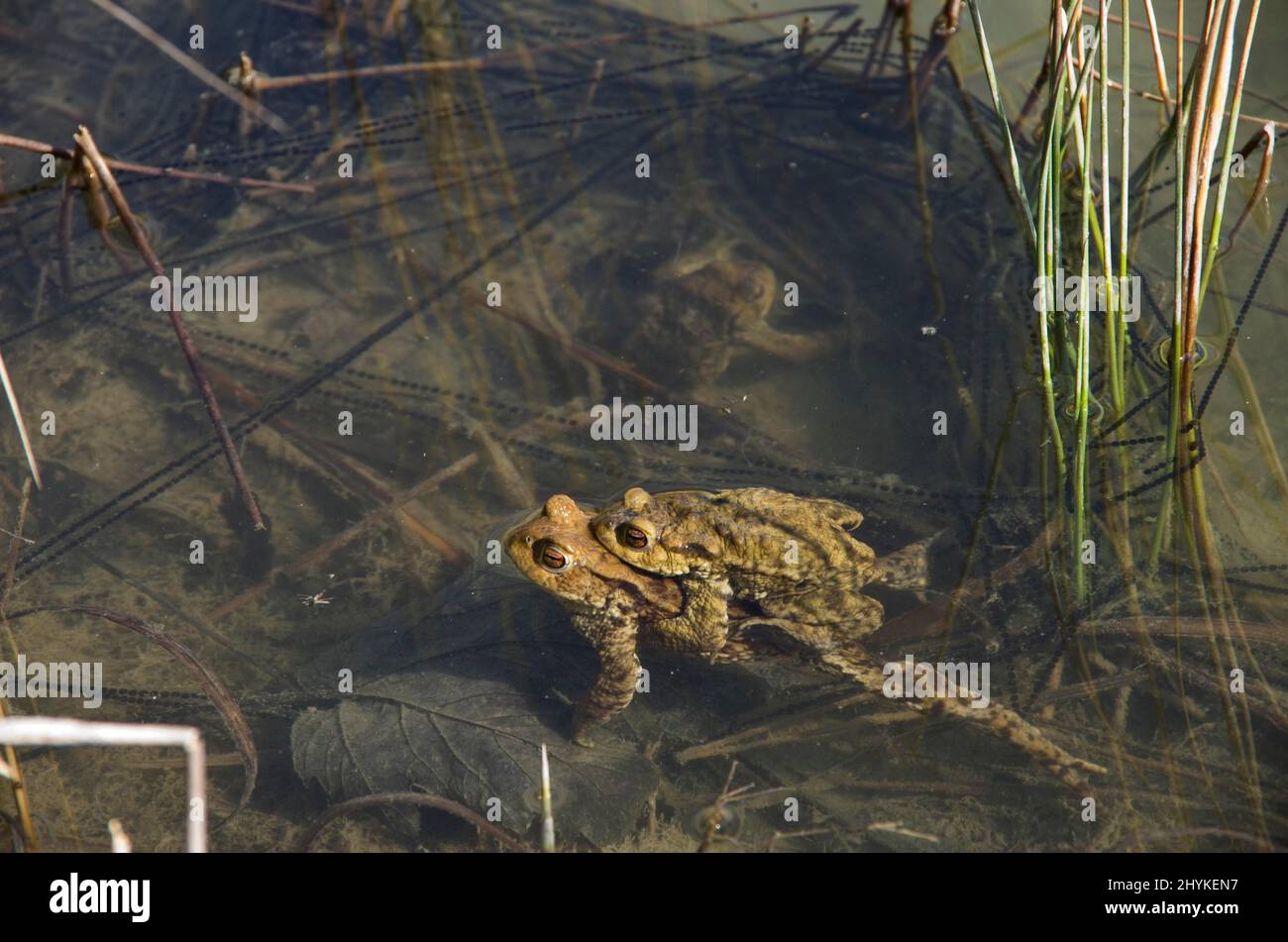 Common toad (Bufo bufo), pair spawning, spawning lines, pond, Canton Solothurn, Switzerland ...