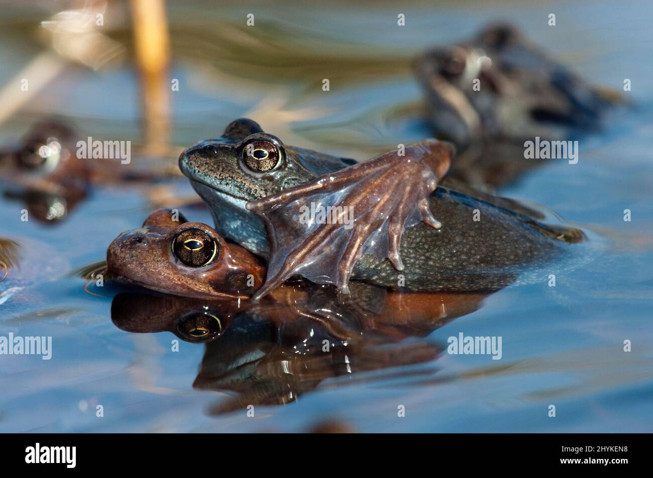 Common frog (Rana temporaria), pair spawning, pond, Canton Baselland ... Common frog (Rana temporaria), pair spawning, pond, Canton Baselland ...
