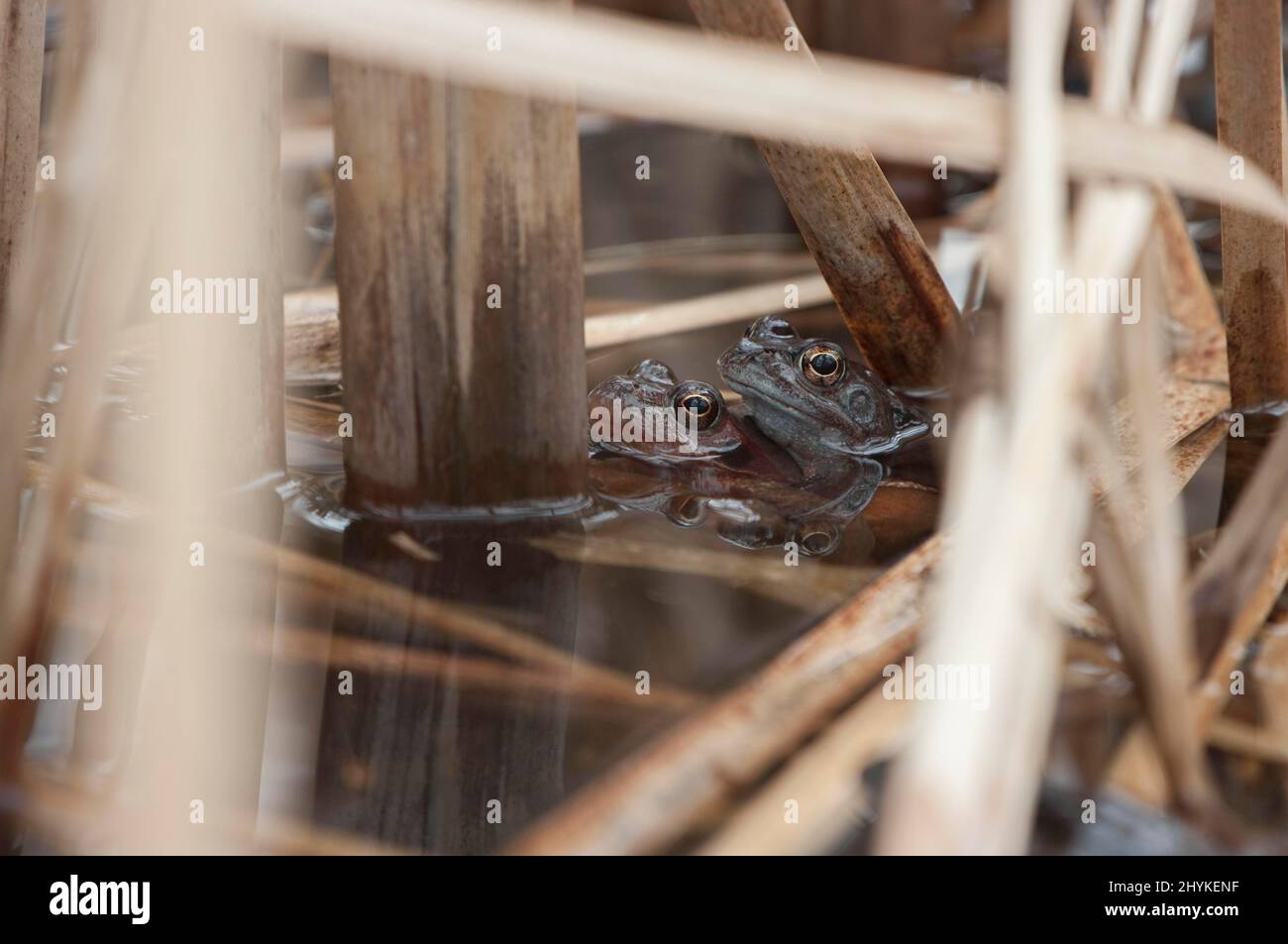 Common frog (Rana temporaria), pair in reedbed, pond, Canton Baselland ...