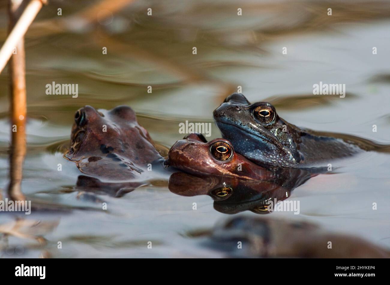 Common frog (Rana temporaria), pair spawning, pond, Canton Baselland ...