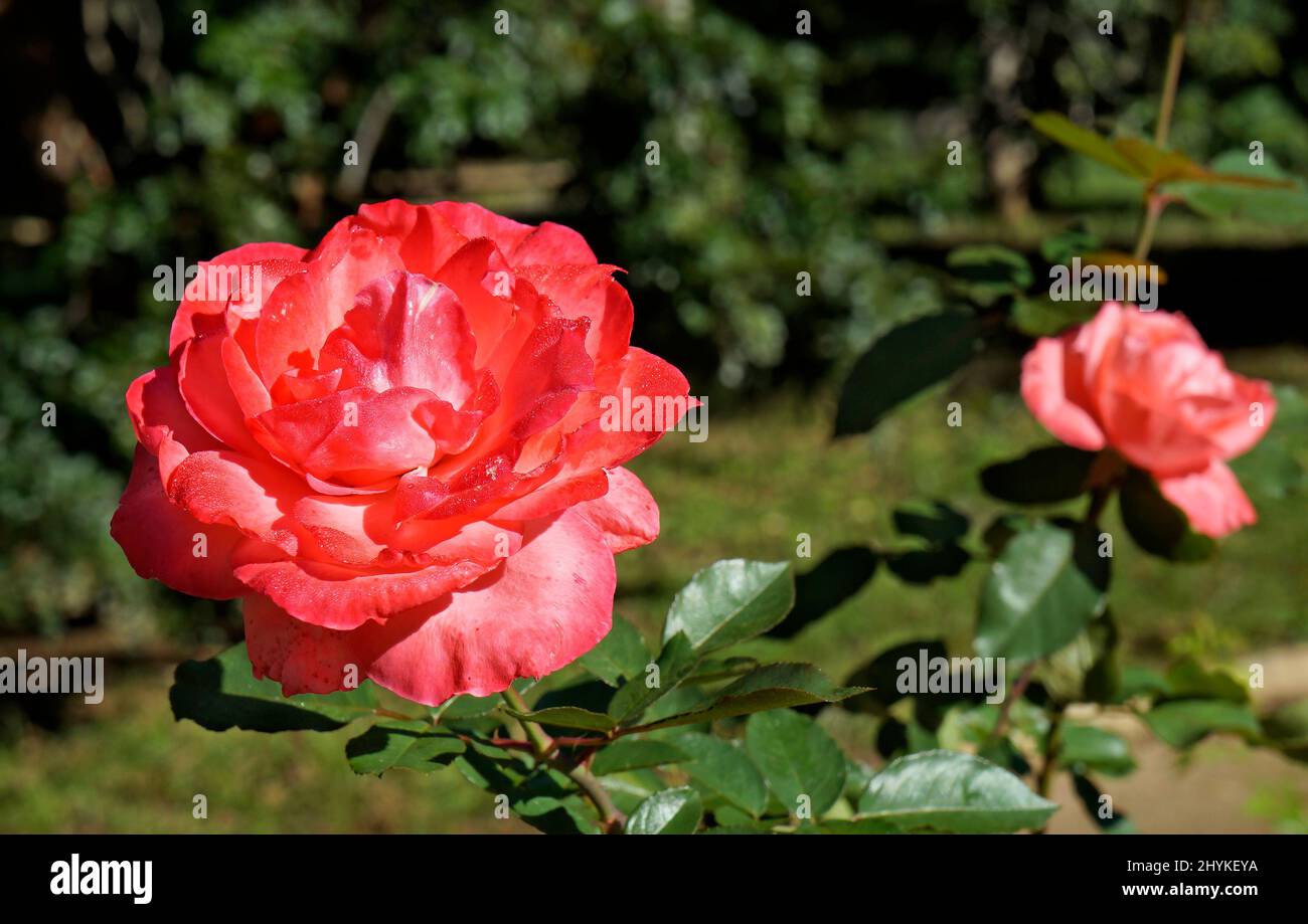 Coral rose on garden, Rio, Brazil Stock Photo - Alamy