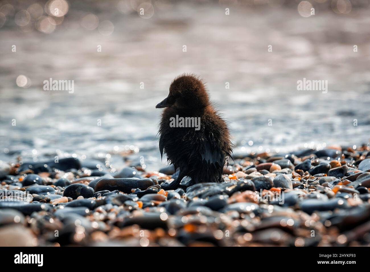 Common eider (Somateria mollissima), single chick on gravel beach ...