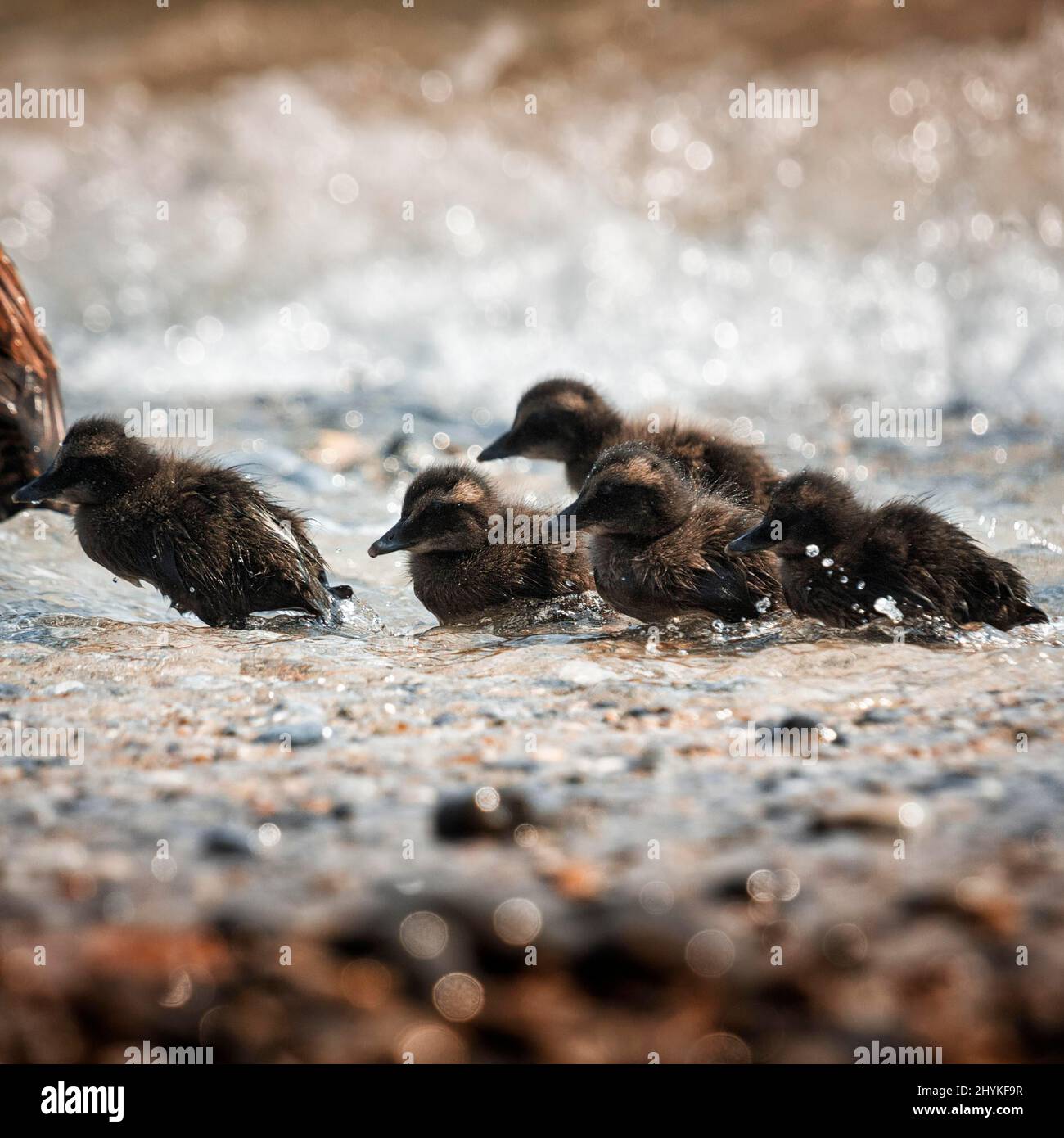 Several common eiders (Somateria mollissima), chicks in the surf, Insel ...