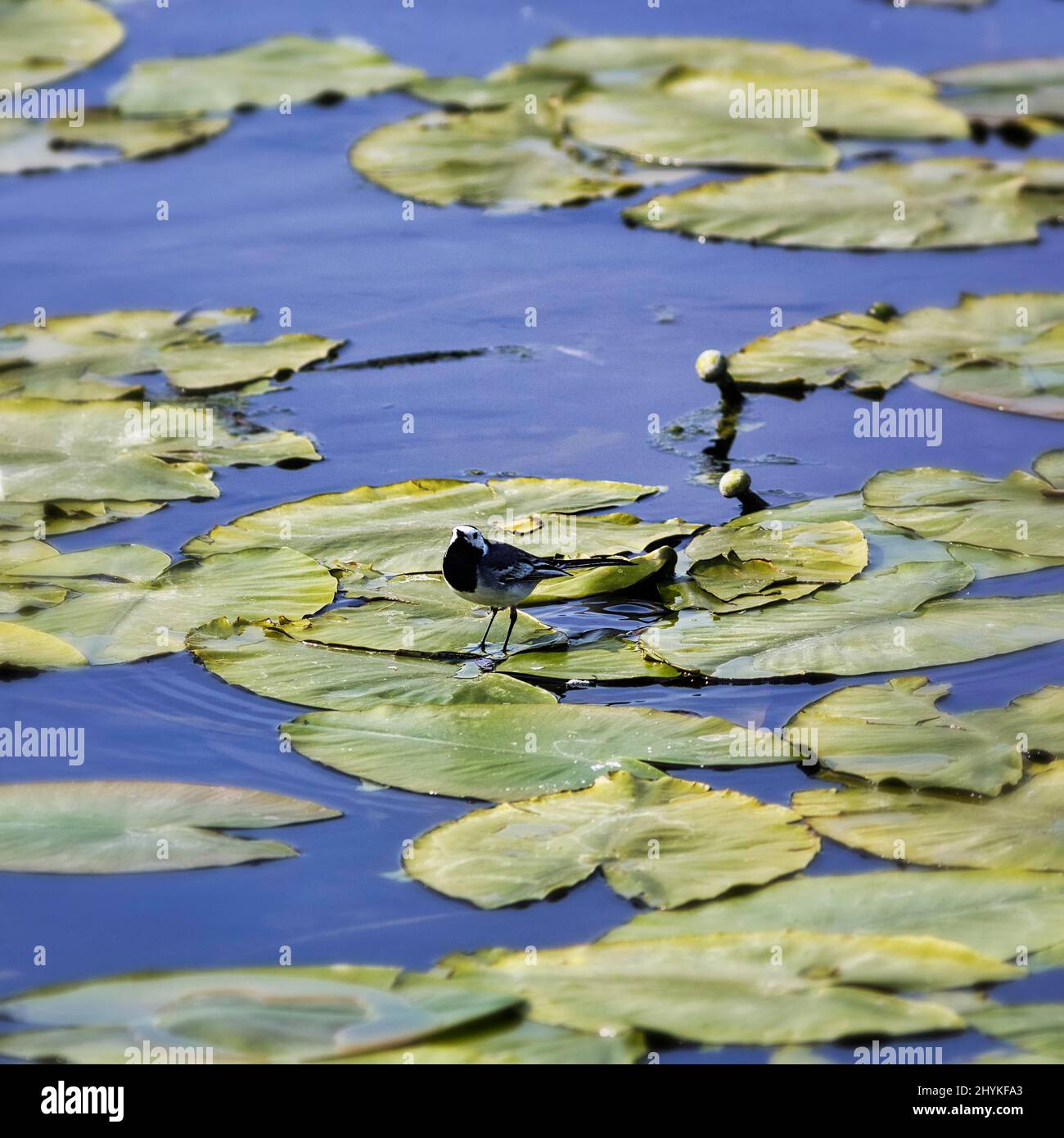 White wagtail (Motacilla alba) on lily pads, pond, Duene Island ...