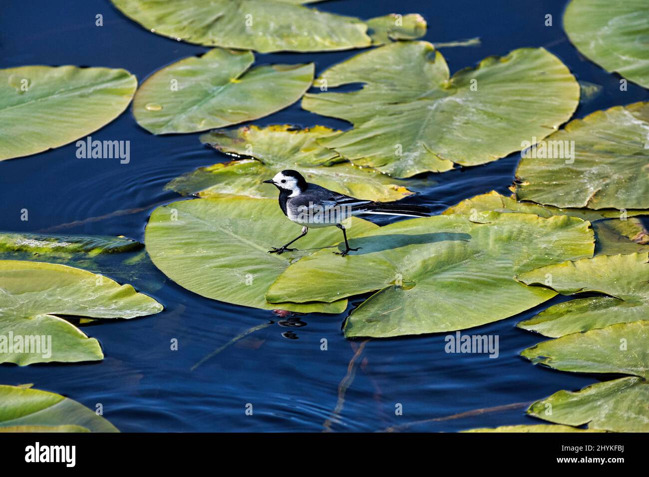 White wagtail (Motacilla alba) on lily pads, pond, Duene Island ...