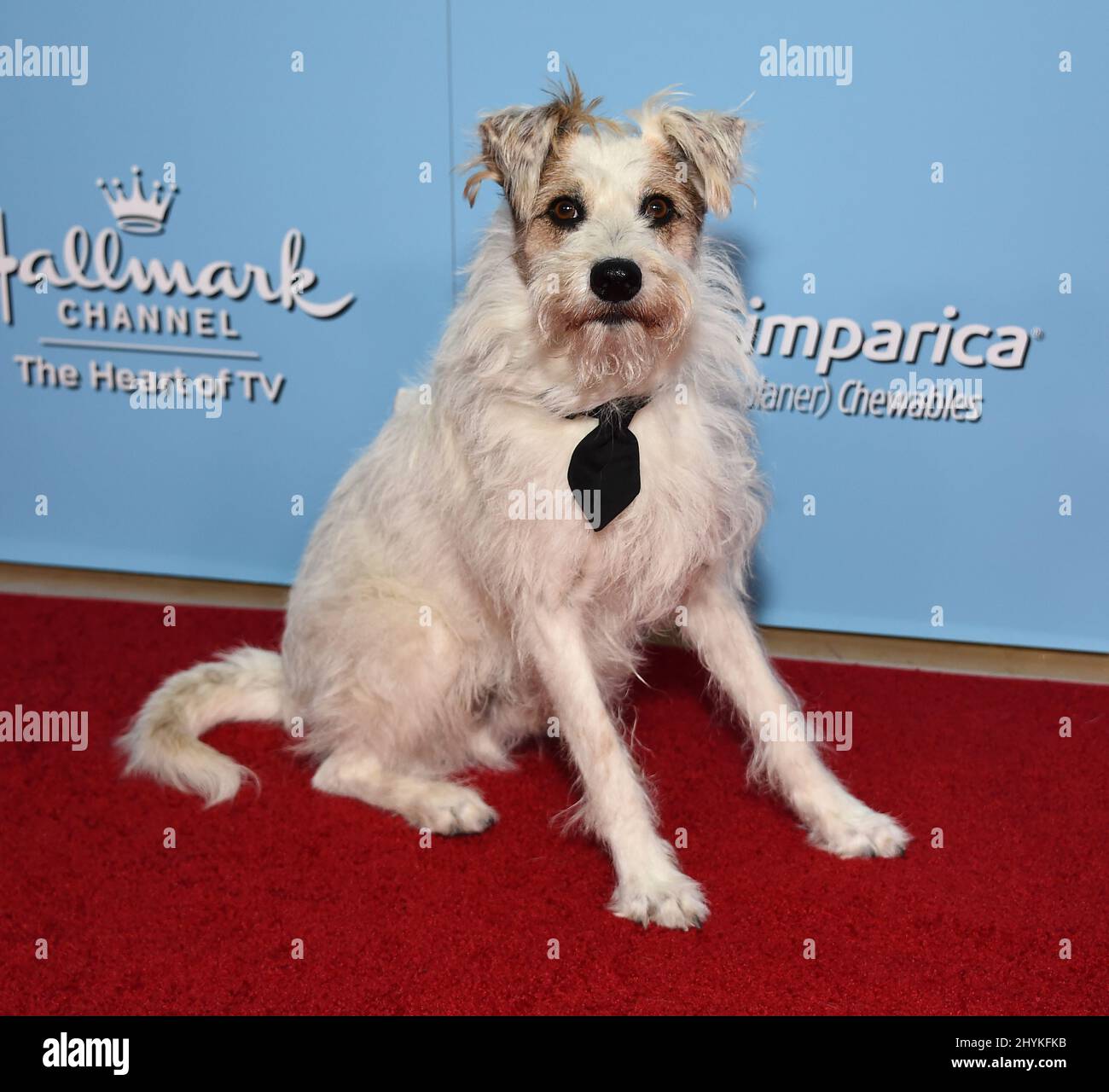 What Happens At The Hero Dog Awards