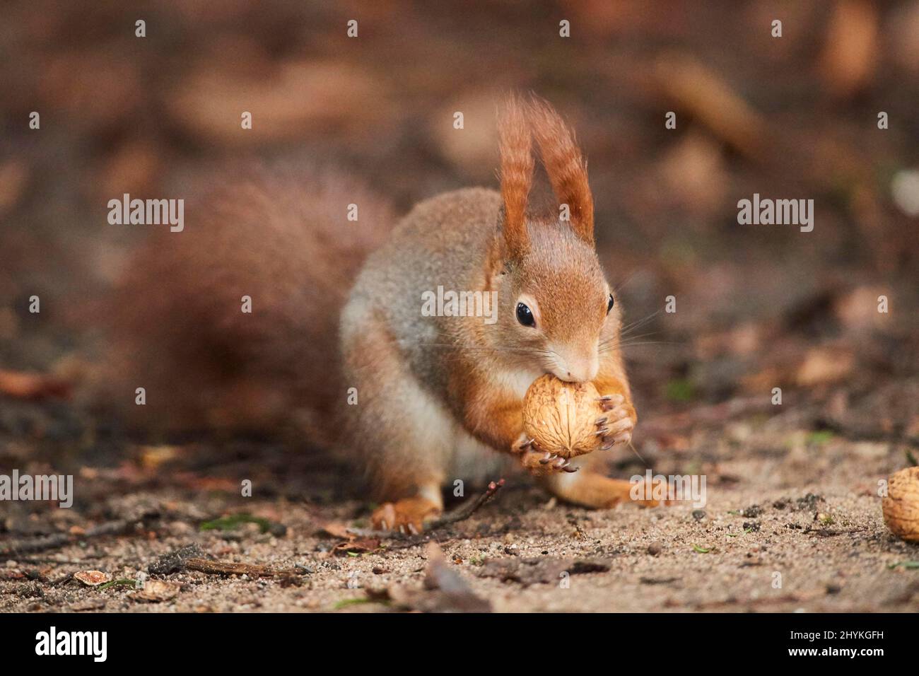 Eurasian red squirrel (Sciurus vulgaris) standing on the ground ...