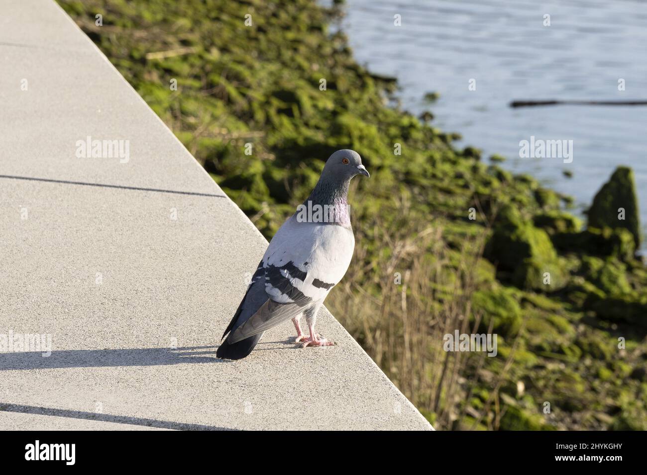 Side view of body of rock pigeon face to face Stock Photo - Alamy