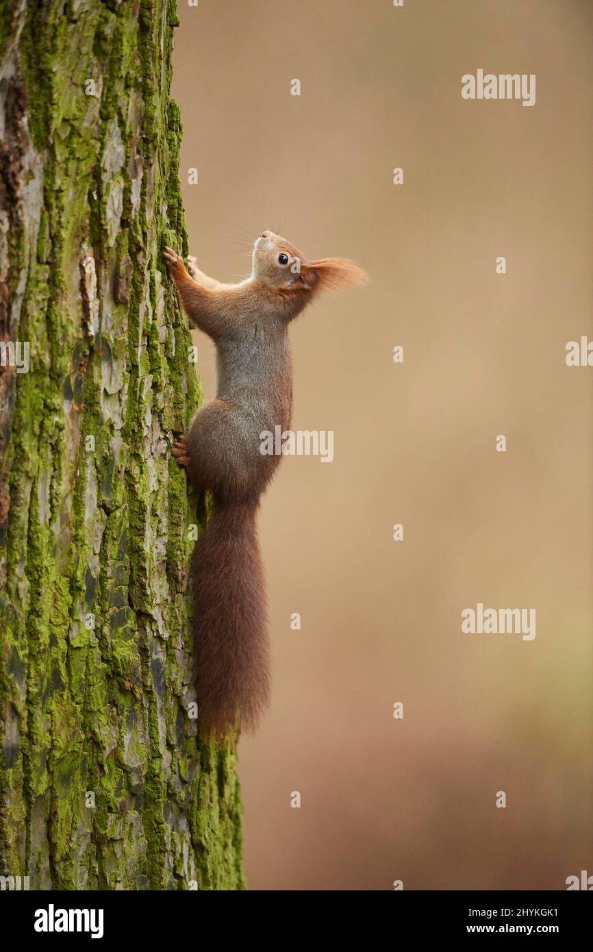 Eurasian red squirrel (Sciurus vulgaris) on a tree trunk, Bavaria, Germany Stock Photo - Alamy