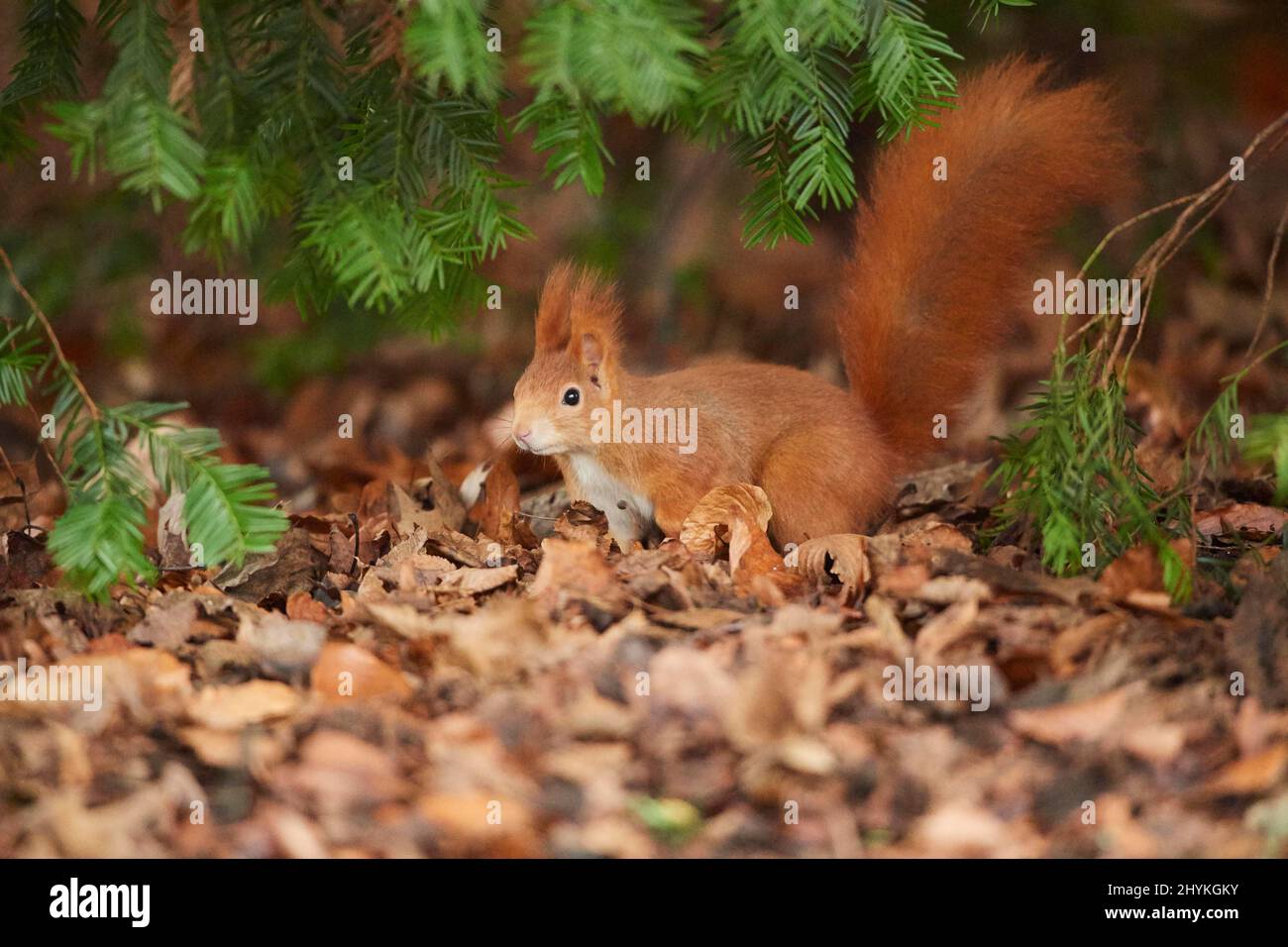 Eurasian red squirrel (Sciurus vulgaris) standing on the ground ...