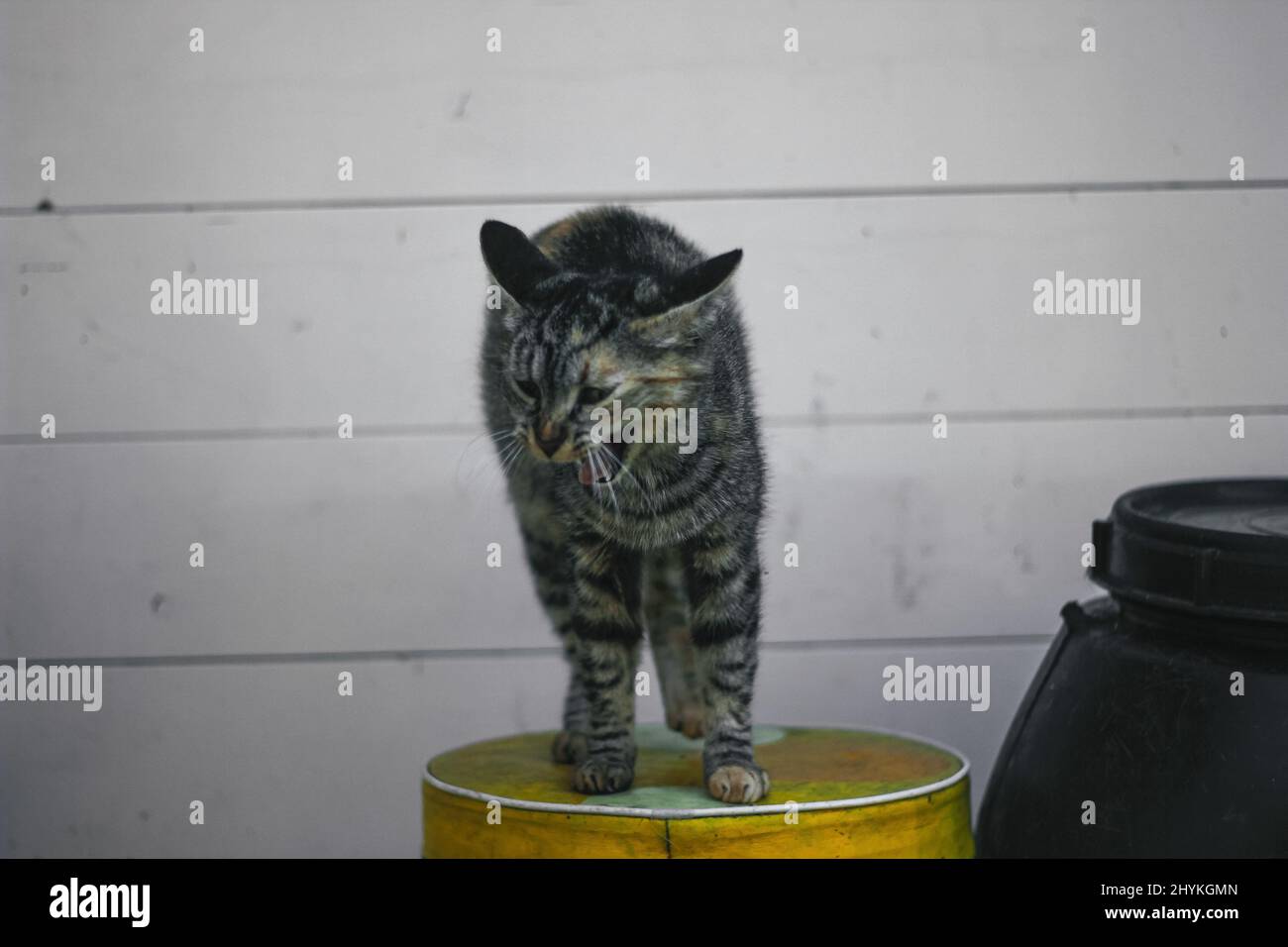 A black cat sits on a stool. close up of a friendly black cat Stock ...