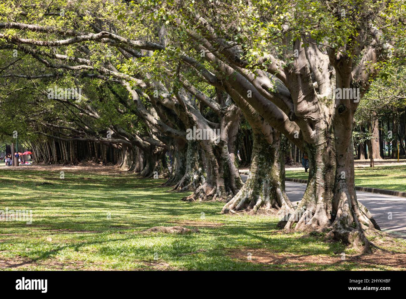 Beautiful view of exquisite trees in Ibirapuera Park, Sao Paulo, Brazil ...