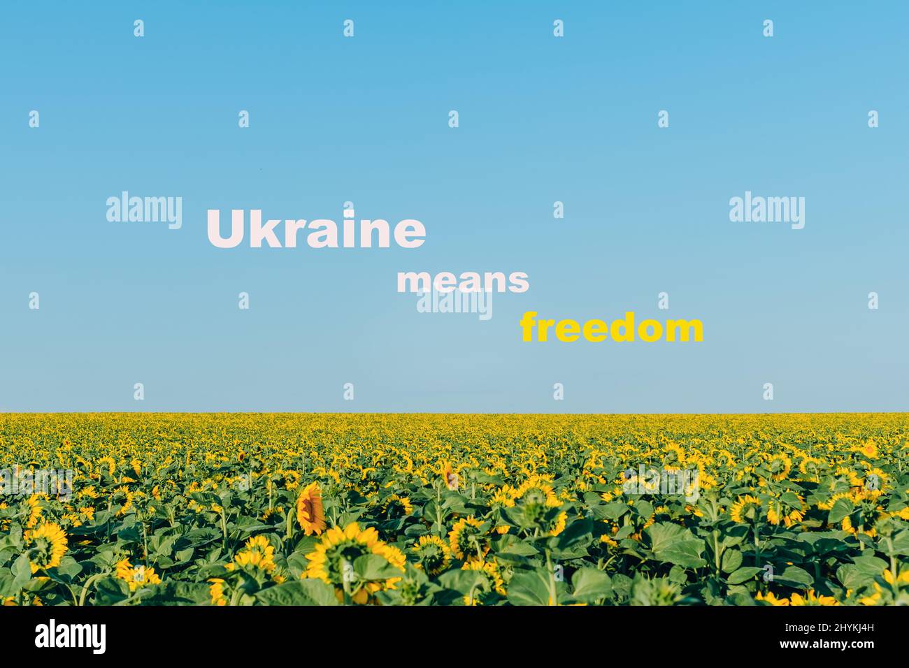Ukraine means freedom background of sunflowers and on the blue sky ...