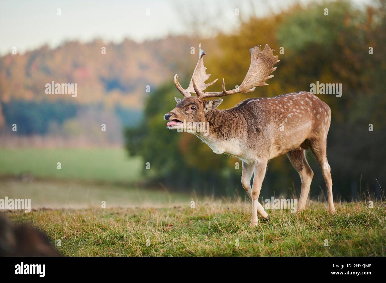 European fallow deer (dama dama) on a meadow in autumn, Bavarian Forest ...