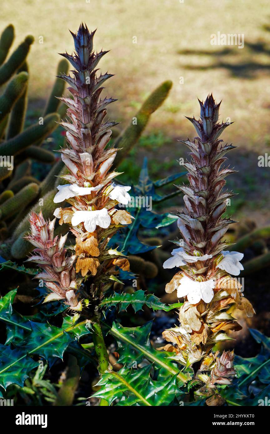 Bear's breech or mountain thistle flowers (Acanthus montanus Stock ...