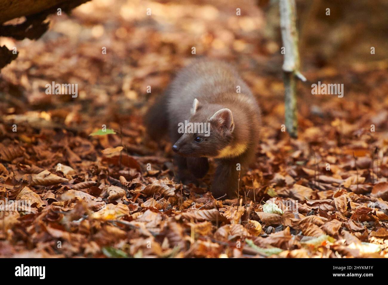 European pine marten (Martes martes) walking on the ground, Bavaria ...