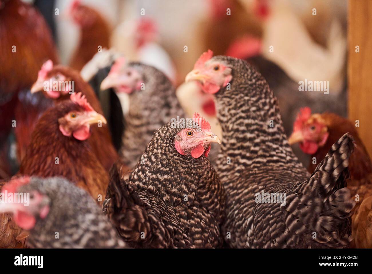 Chicken (Gallus domesticus), Bavaria, Germany Stock Photo - Alamy