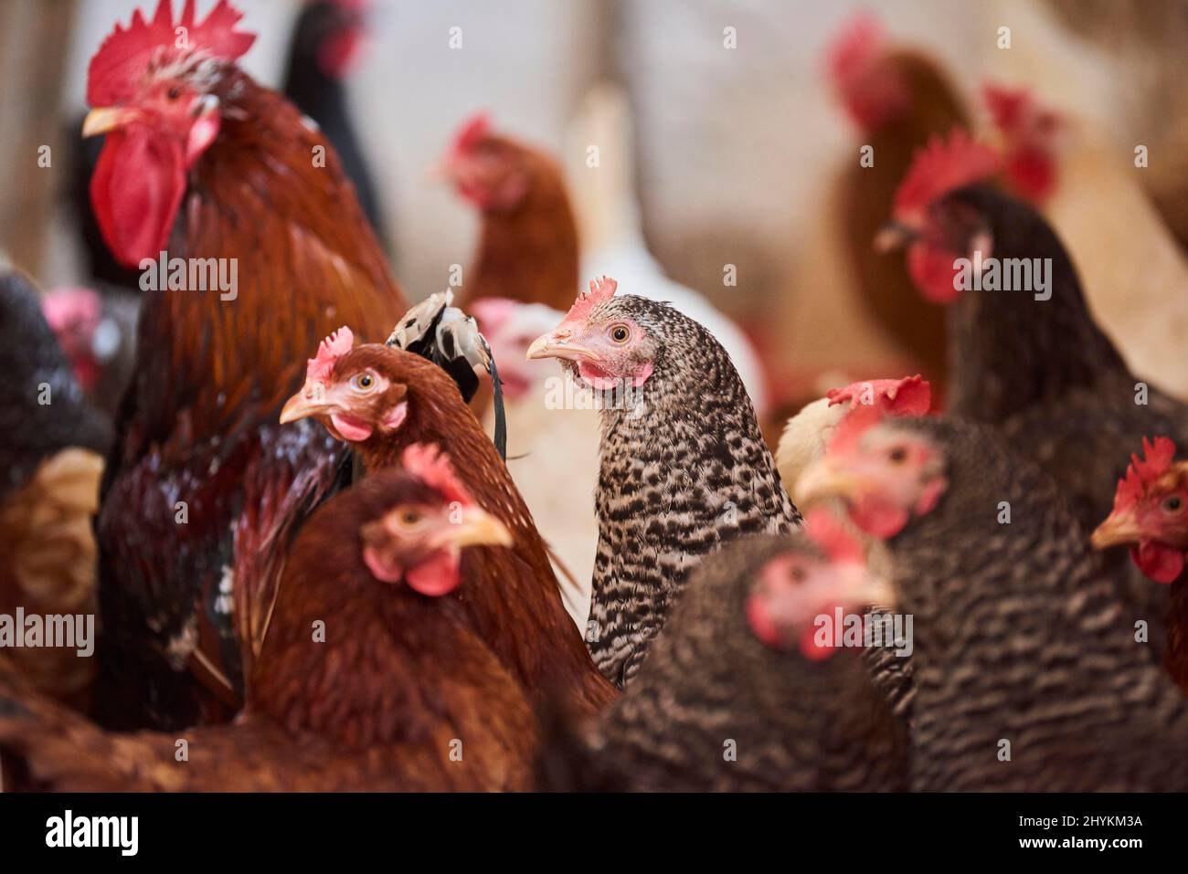 Chicken (Gallus domesticus), Bavaria, Germany Stock Photo - Alamy