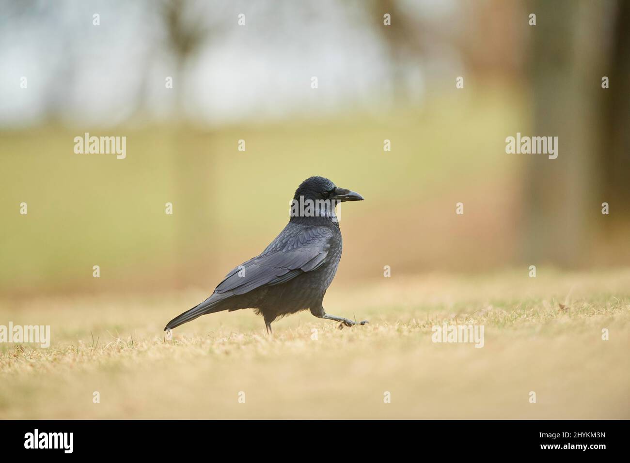 Carrion crow (Corvus corone) walking on a field, wildlife, Bavaria ...