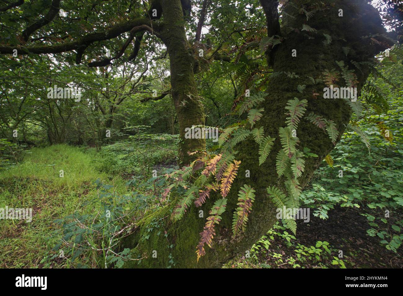 Sessile oak (Quercus petraea) overgrown with common polypody ...