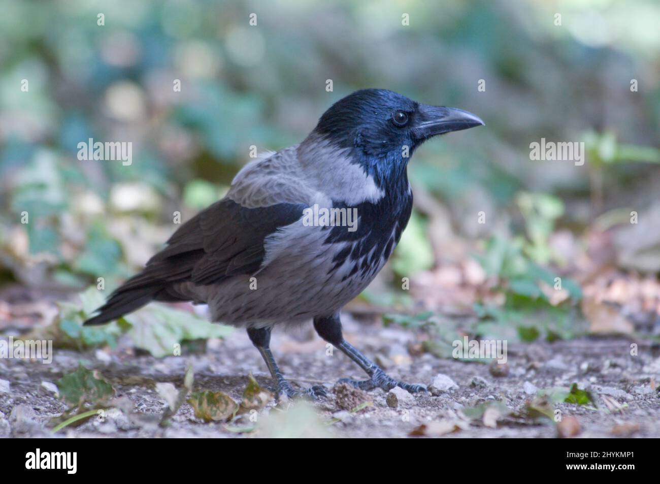 Carrion crow (Corvus corone), Vienna, Austria Stock Photo - Alamy