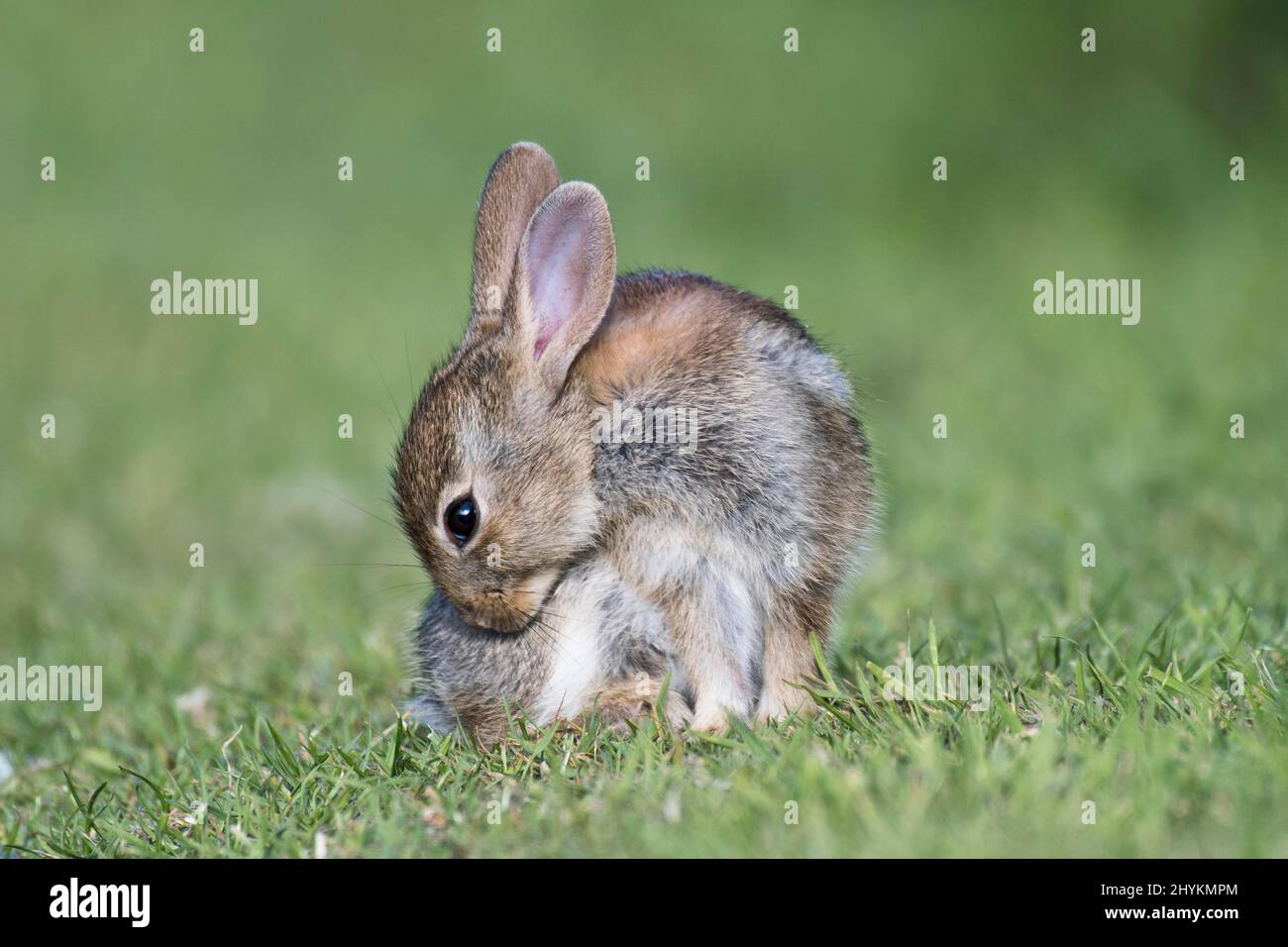 European rabbit (Oryctolagus cuniculus), juvenile, Wales, Great Britain ...