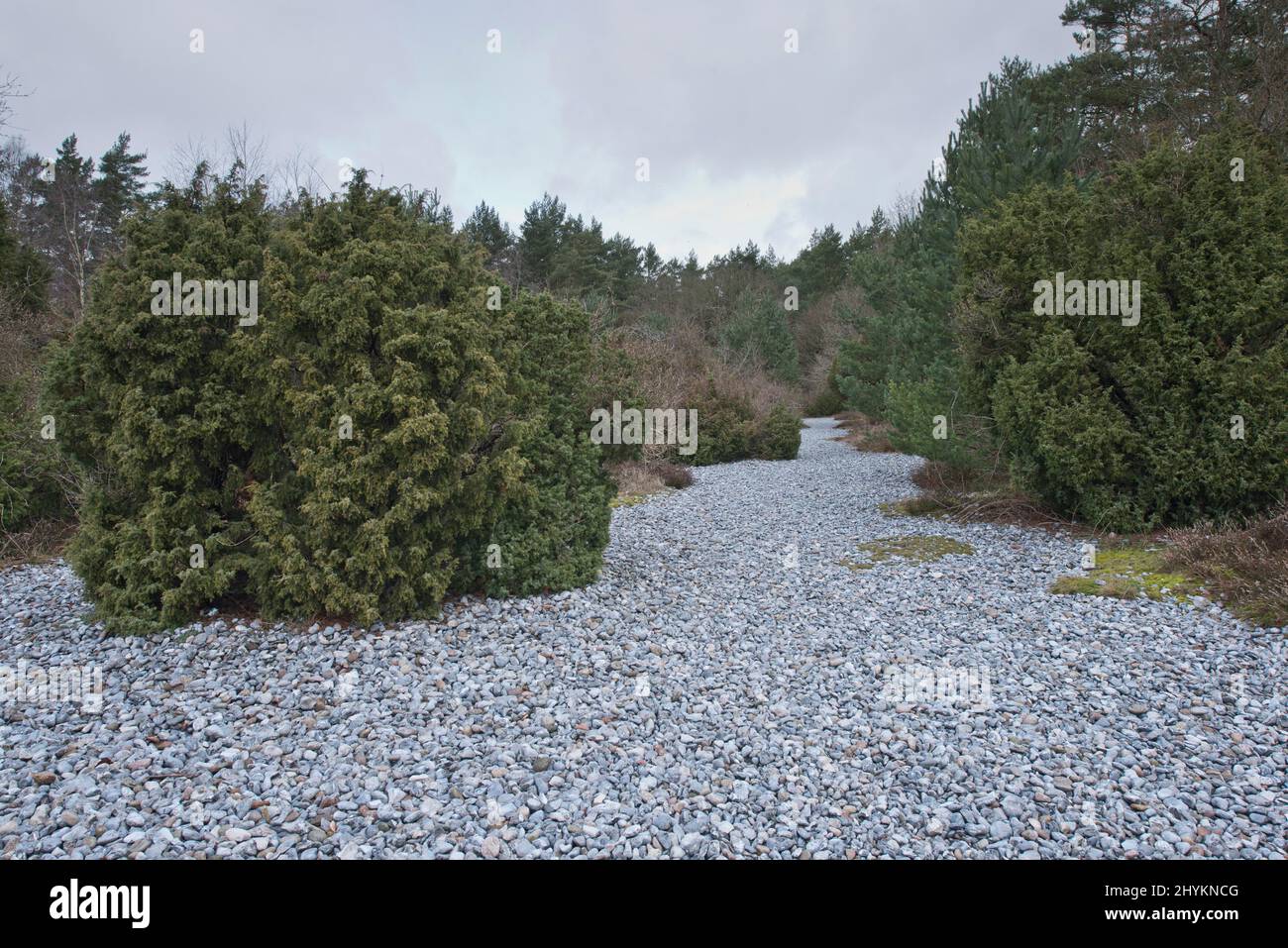 Flintstones and common juniper (Juniperus communis), Jasmund National ...