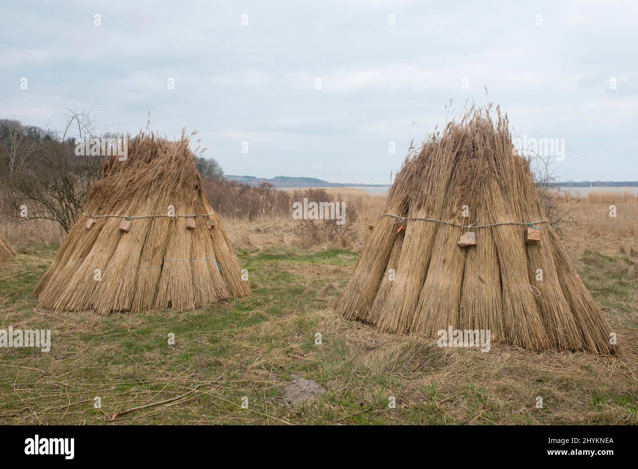 Reed drying hi-res stock photography and images - Alamy