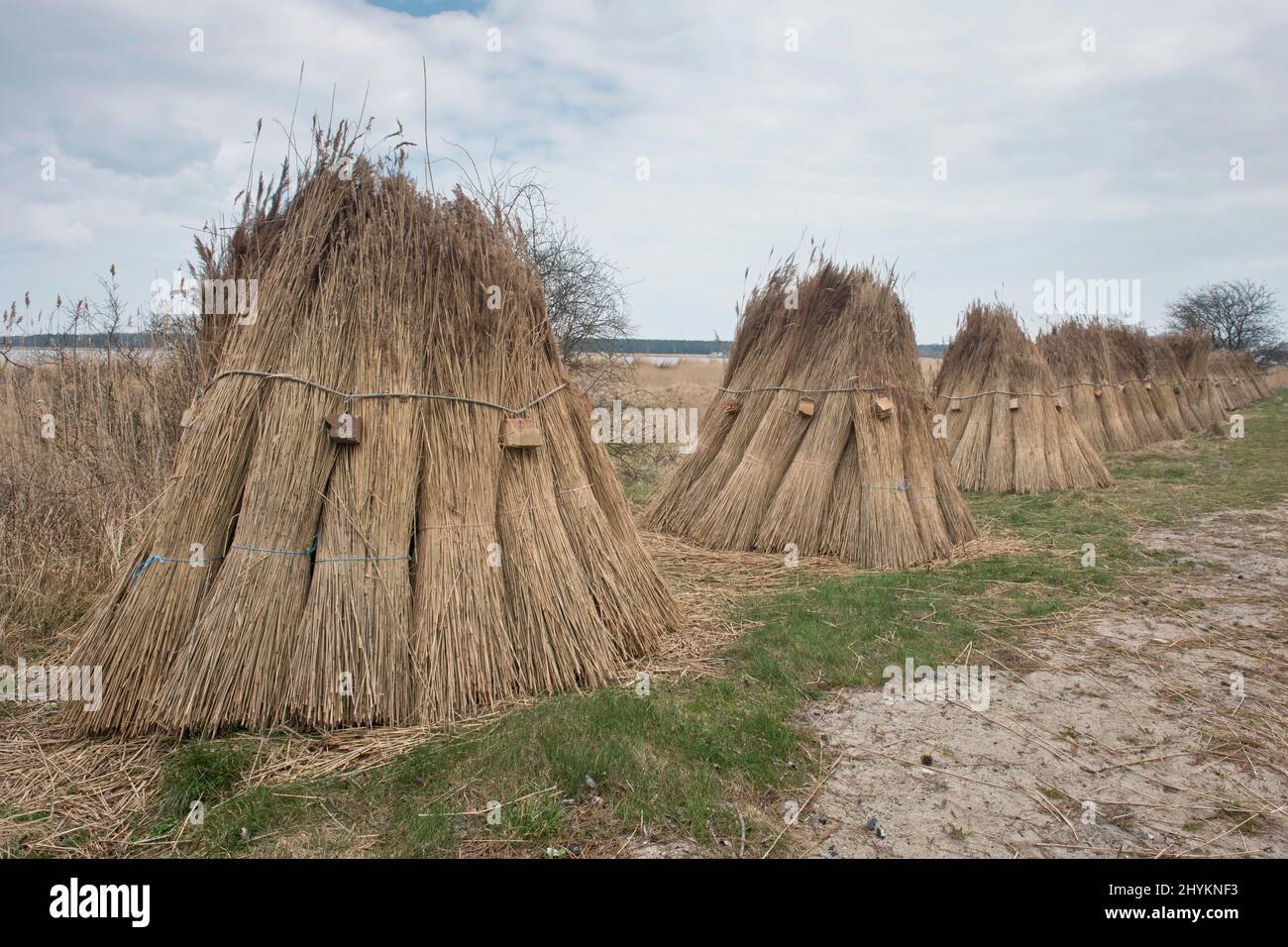Reed drying hi-res stock photography and images - Alamy