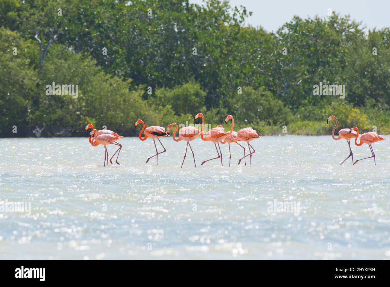 American flamingos (Phoenicopterus ruber), Rio Lagardo, Yucatan, Mexico ...