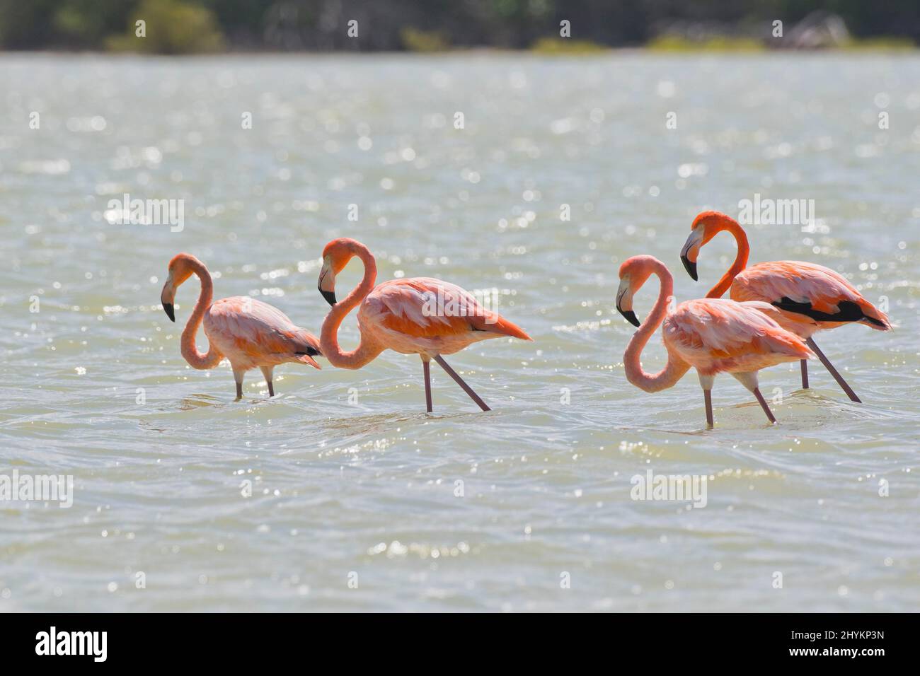 American flamingos (Phoenicopterus ruber), Rio Lagardo, Yucatan, Mexico ...