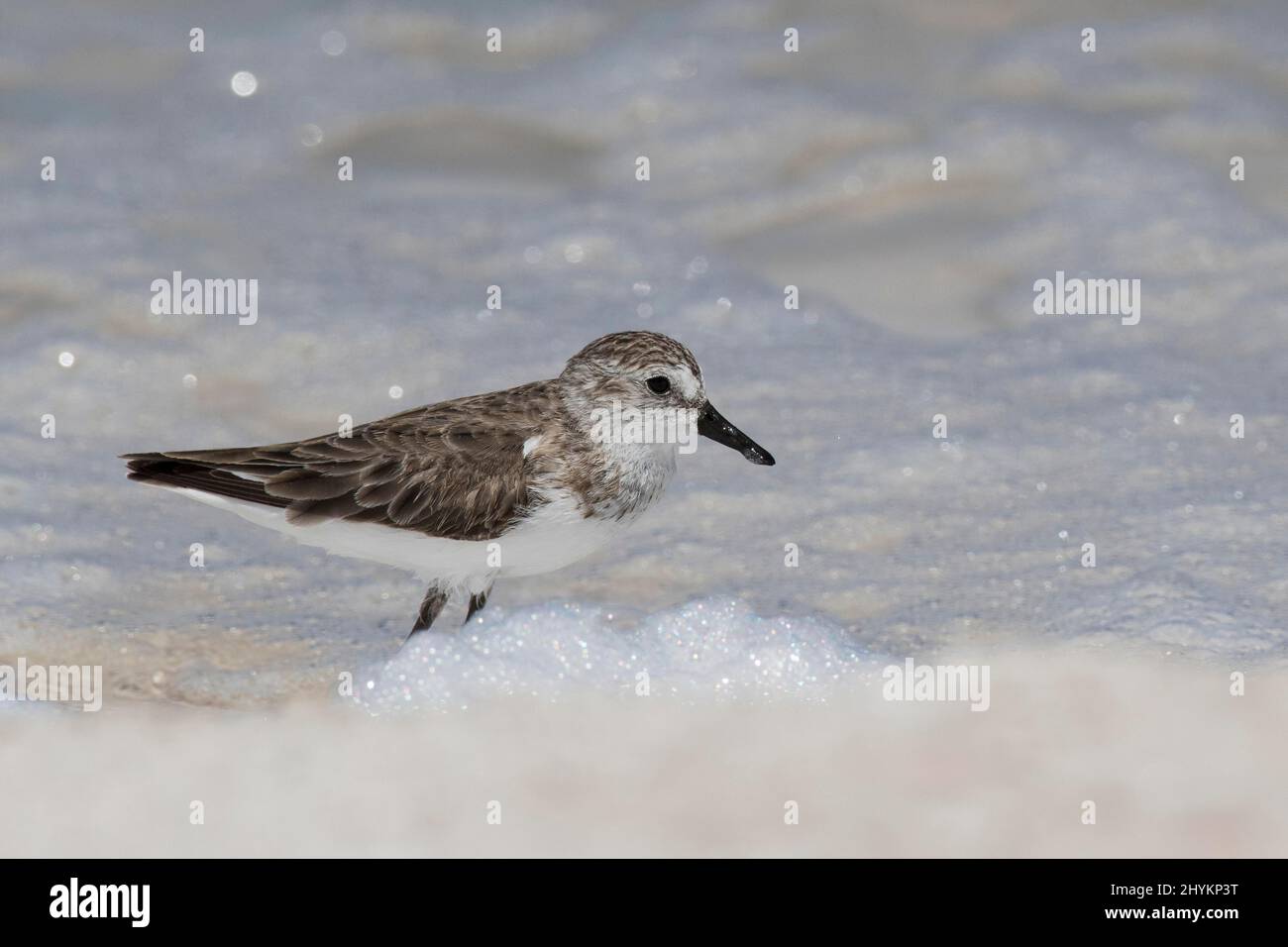 Cayo santa maría hi-res stock photography and images - Alamy