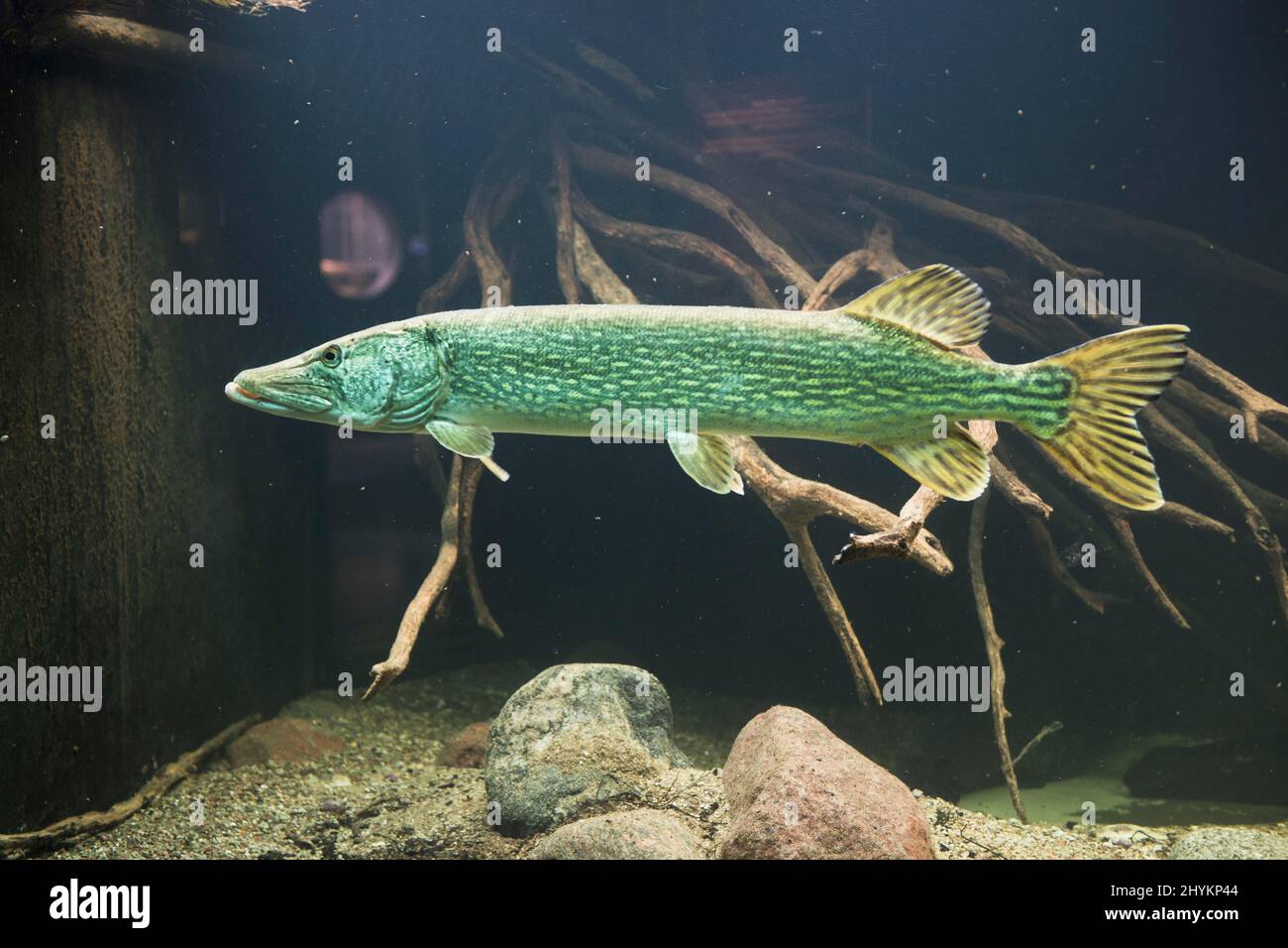 Pike (Esox lucius), Mueritzeum, Waren, Mecklenburg-Western Pomerania ...