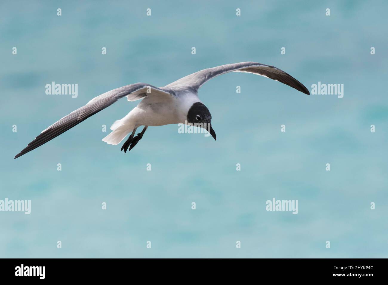 Laughing gull (Larus atricilla), Yucatan, Mexico Stock Photo - Alamy