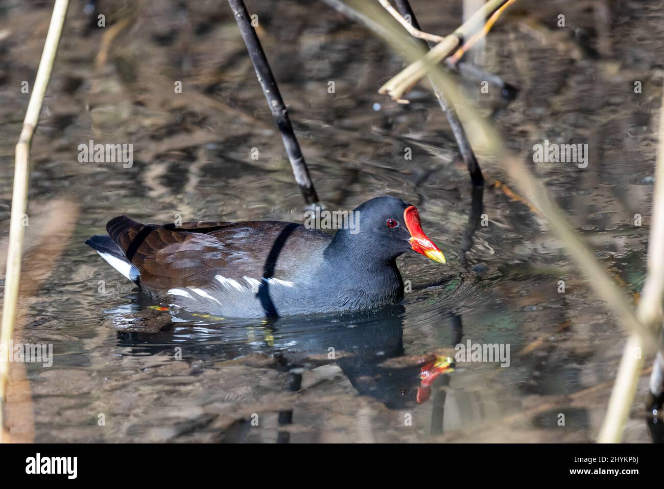 Closeup of a Common moorhen swimming in the lake Stock Photo - Alamy