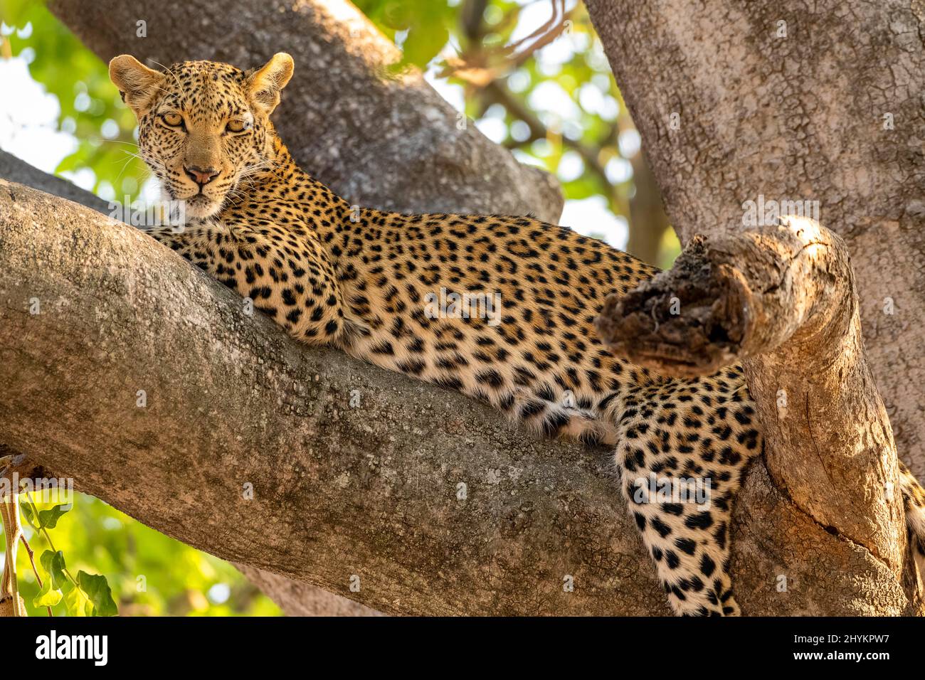 African leopard (Panthera pardus), lying on kigelia (Kigelia africana ...