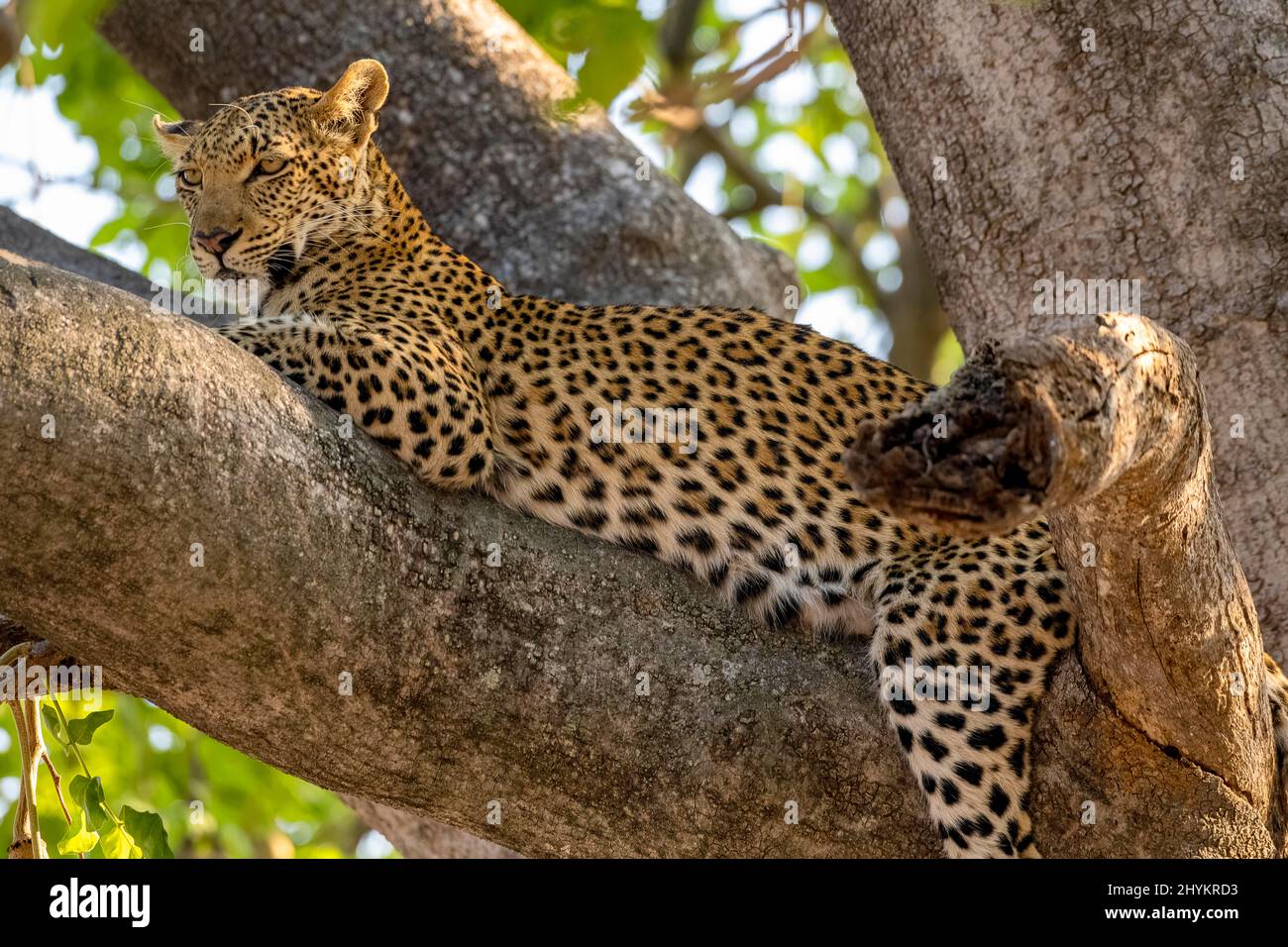 African leopard (Panthera pardus), lying on kigelia (Kigelia africana ...